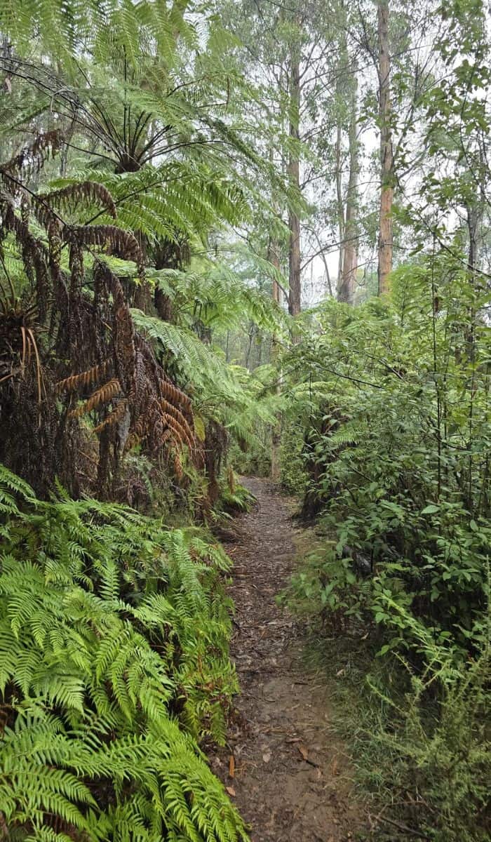 Wilhelmina Falls | Wanderlust Trails